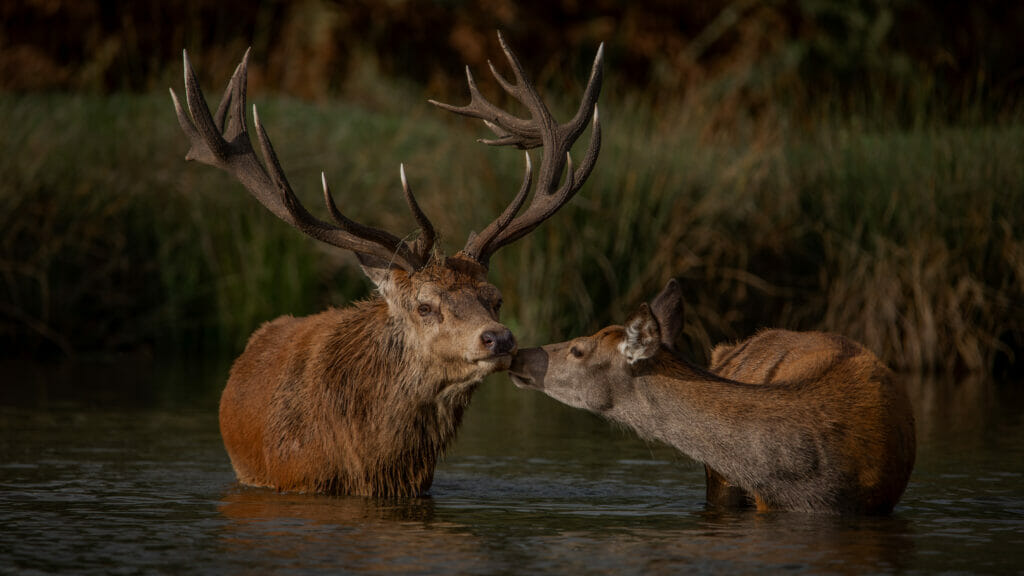 Connecting the dots: red deer vs. roe deer - Pulsar Vision | News & Journal