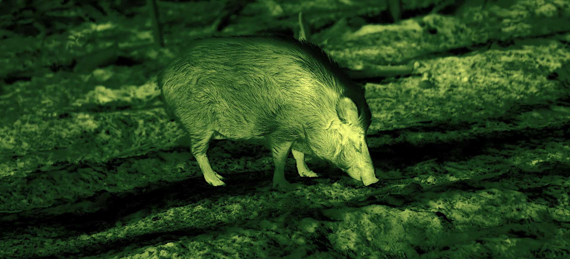 Thermal Palettes Explained: Choosing the Right Color Mode for Hunting