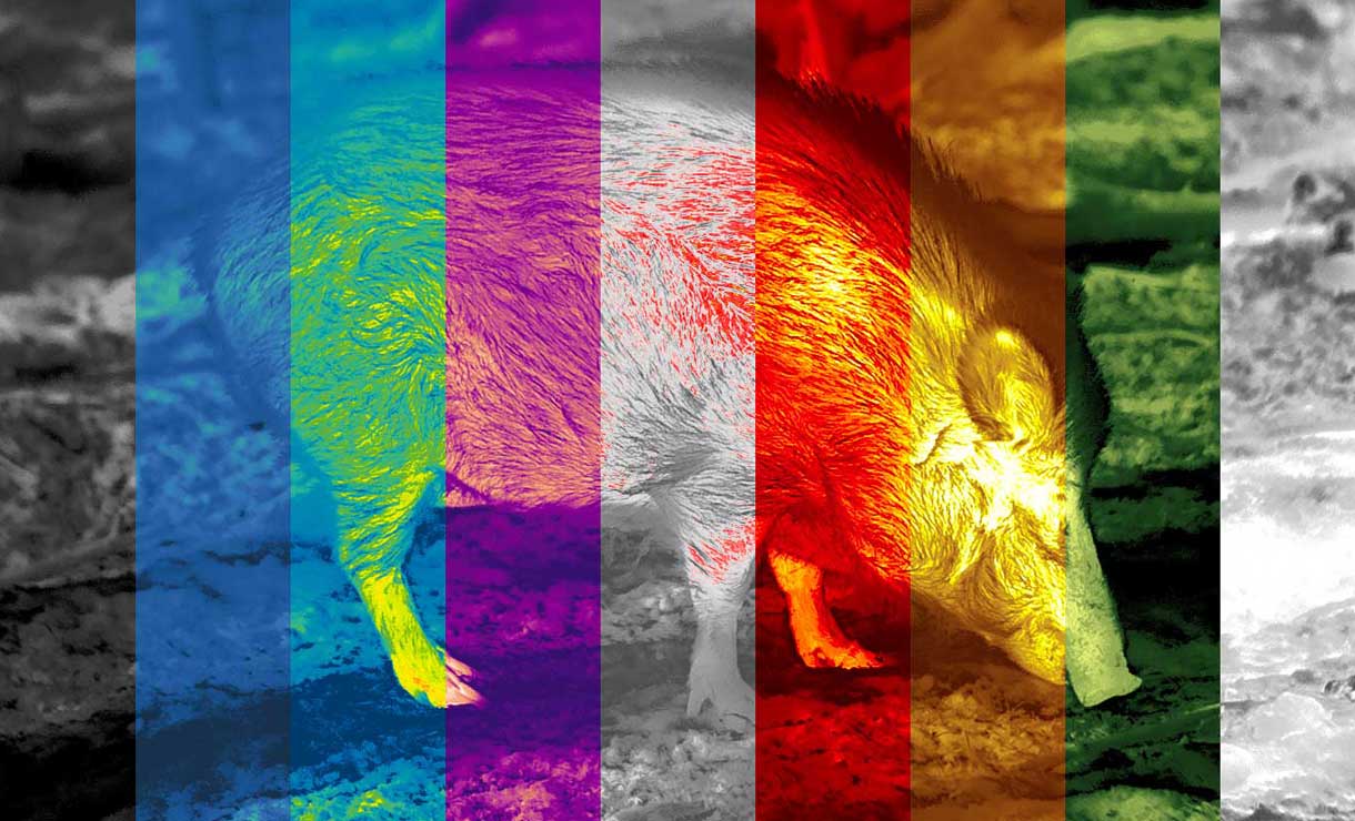 Thermal Palettes Explained: Choosing the Right Color Mode for Hunting