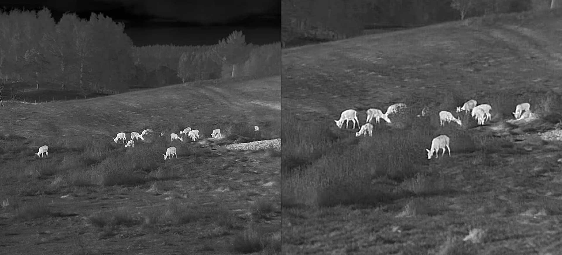 Field of View (FOV) in Scopes & Binoculars Explained for Hunters