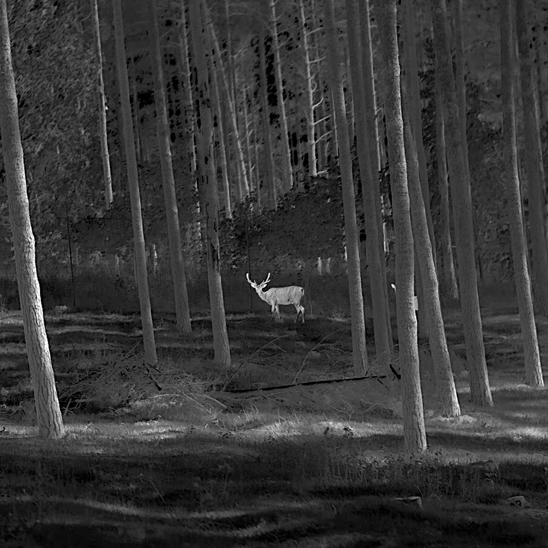 Field of View (FOV) in Scopes & Binoculars Explained for Hunters
